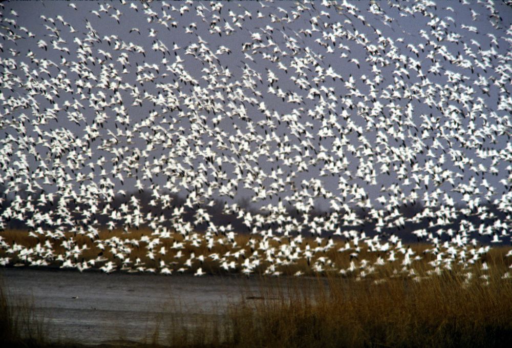 Thousands of Snow Geese Die at Abandoned Pit Mine
