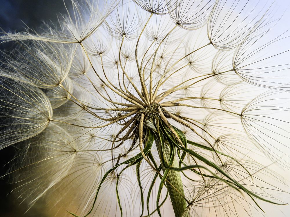 False Dandelion seed pod | Smithsonian Photo Contest | Smithsonian Magazine