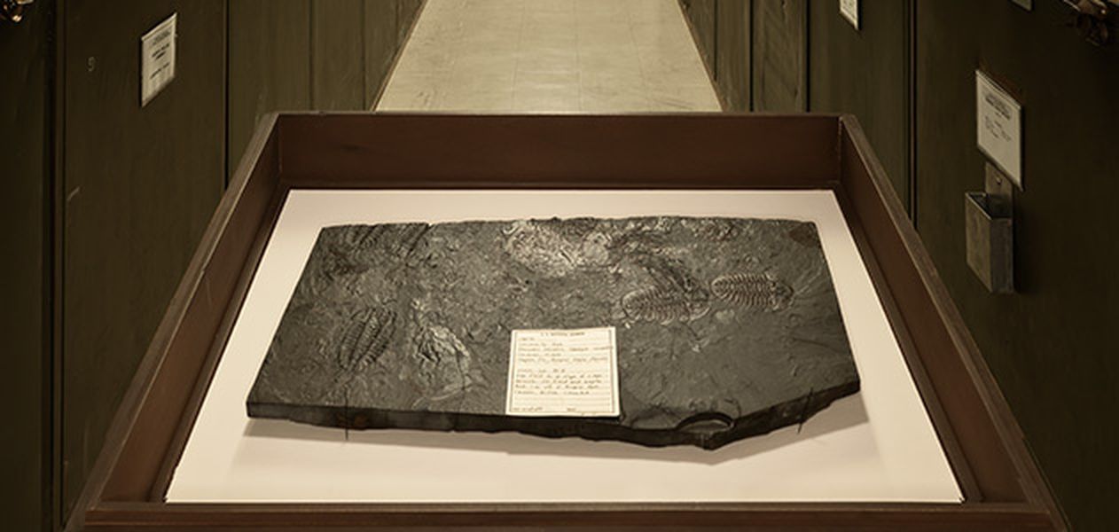 How the Burgess Shale Changed Our View of Evolution