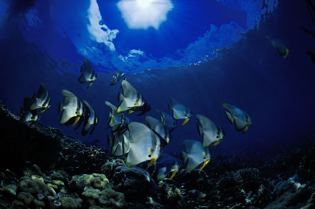 The schooling of Bath fish | Smithsonian Photo Contest | Smithsonian ...