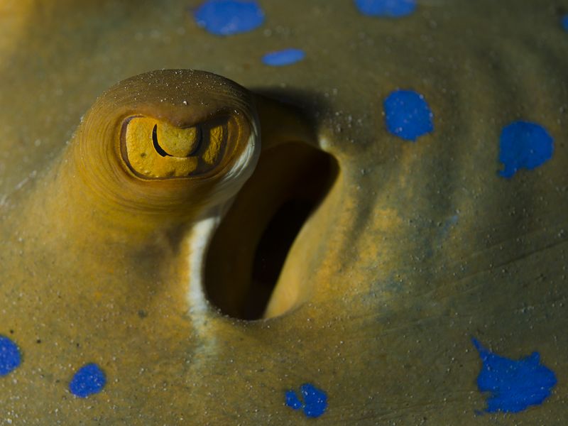 Blue-Spotted Stingray Eye. | Smithsonian Photo Contest | Smithsonian ...