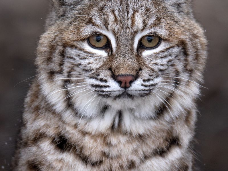 Bobcat posing | Smithsonian Photo Contest | Smithsonian Magazine