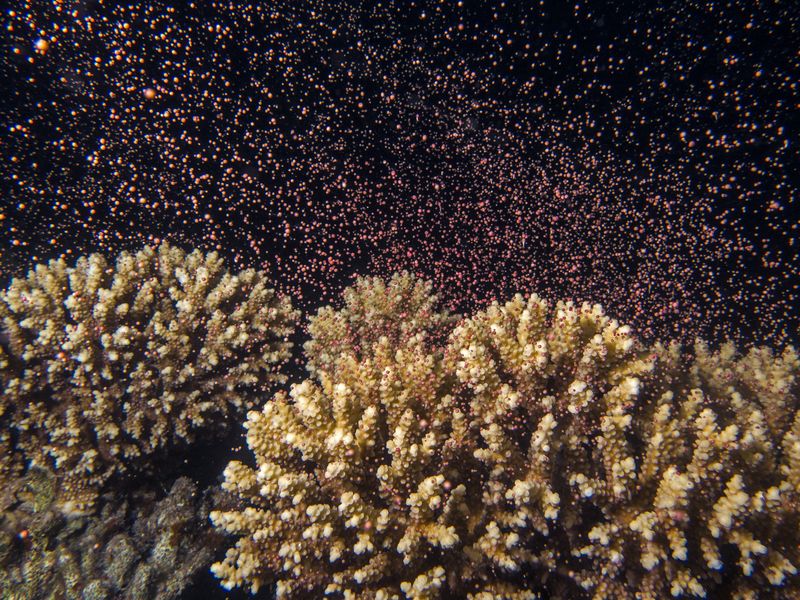 Coral spawning | Smithsonian Photo Contest | Smithsonian Magazine