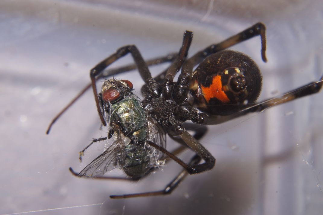 Brown Widow spider captures green fly. | Smithsonian Photo Contest ...