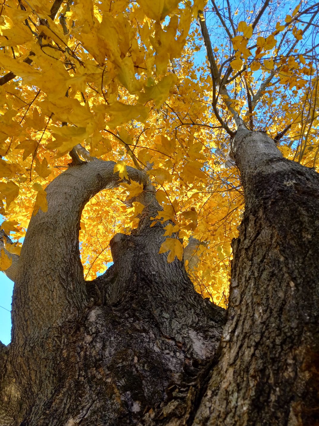 The front yard tree in the fall | Smithsonian Photo Contest ...