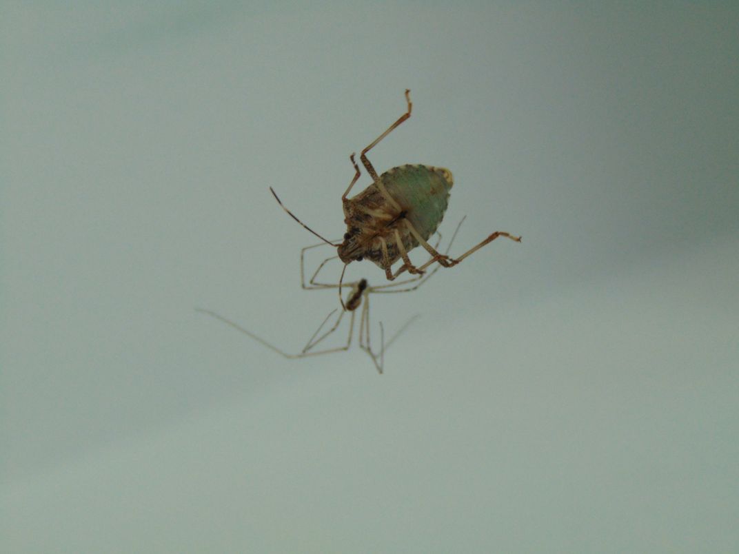 Natural enemy of the bug | Smithsonian Photo Contest | Smithsonian Magazine