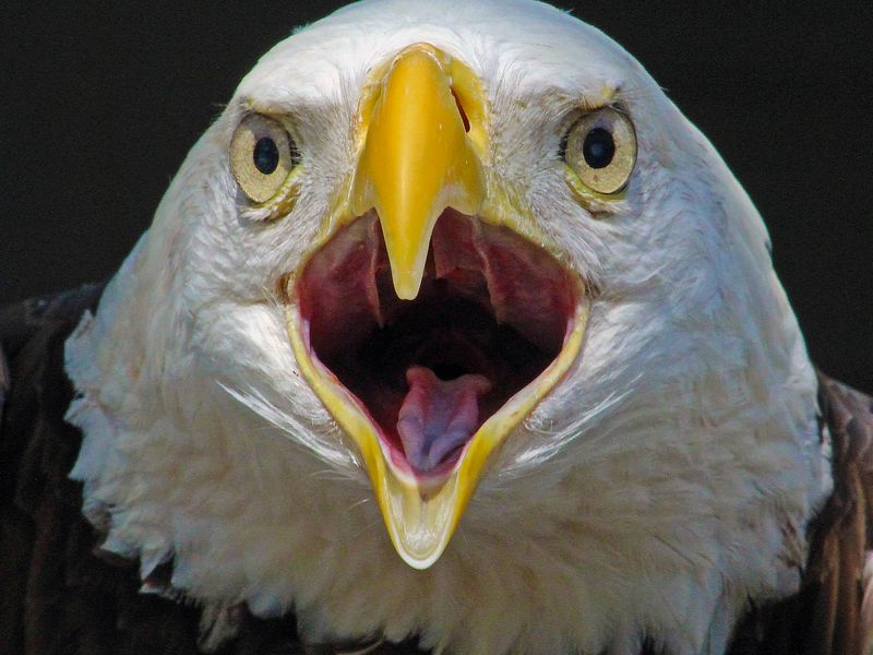 Screaming Eagle | Smithsonian Photo Contest | Smithsonian Magazine
