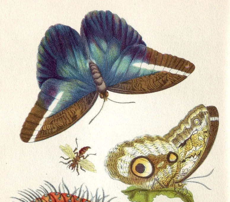 Meet the 17th Century Female Entomologist Who Illustrated Butterfly ...