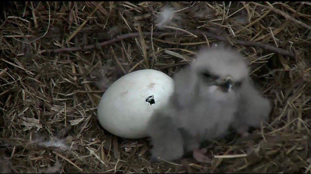 Watch a Baby Bald Eagle Hatch in Real Time | Smithsonian