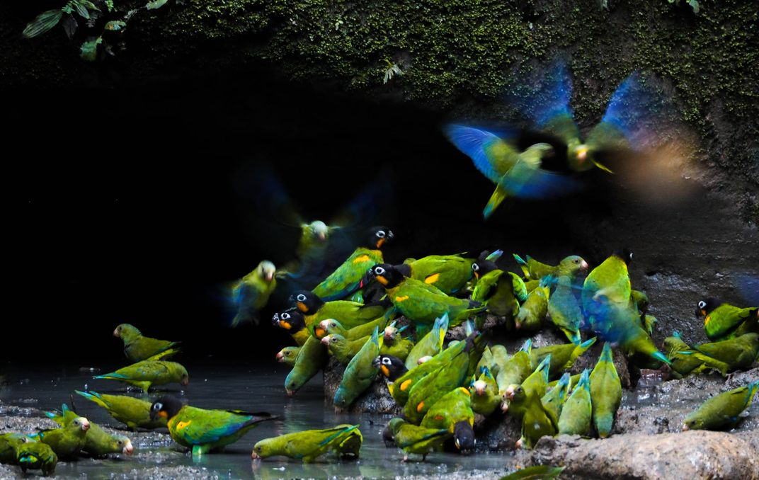 Cobalt-Winged Parakeets at a clay lick | Smithsonian Photo Contest ...