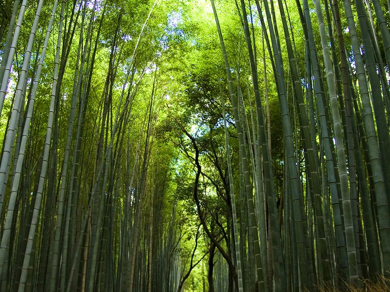 The Famous Bamboo Groove in Arashiyama, Kyoto - japan | Smithsonian ...