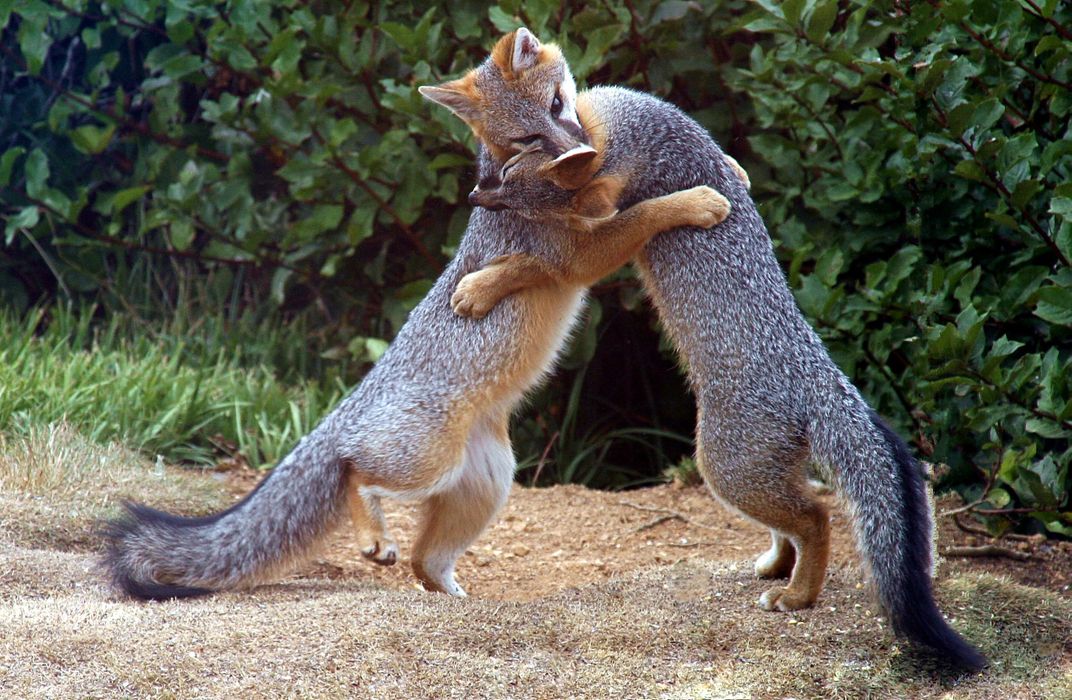 Young Gray Foxes at play Gold Beach Oregon | Smithsonian Photo Contest ...