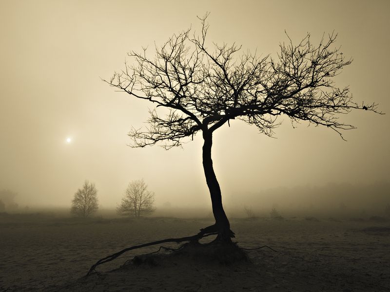 Destroyed Nature [or what it would look like] | Smithsonian Photo ...