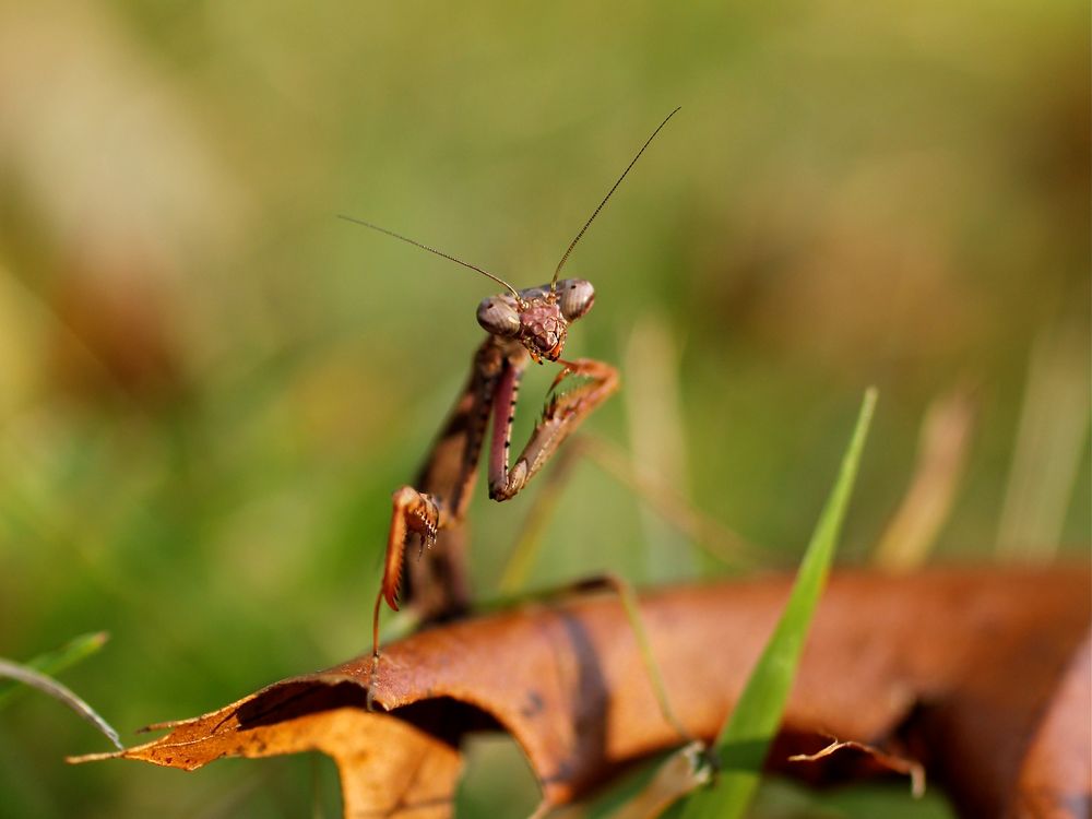Mantis cleaning his claw | Smithsonian Photo Contest | Smithsonian Magazine