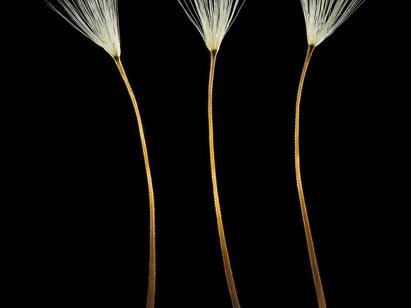 Photo of Crepis rubra seeds. | Smithsonian Photo Contest | Smithsonian ...