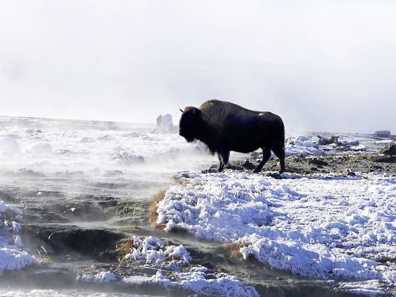 The Winter Buffalo | Smithsonian Photo Contest | Smithsonian Magazine