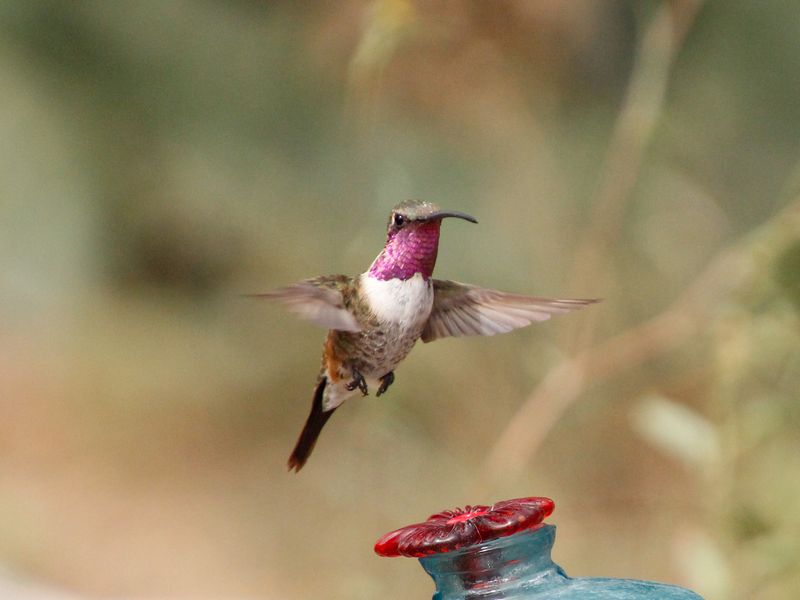 Lucifer Hummingbird | Smithsonian Photo Contest | Smithsonian Magazine