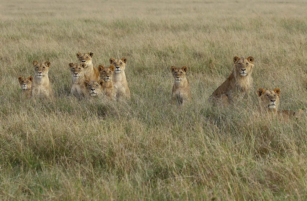 Curious Lion pride | Smithsonian Photo Contest | Smithsonian Magazine