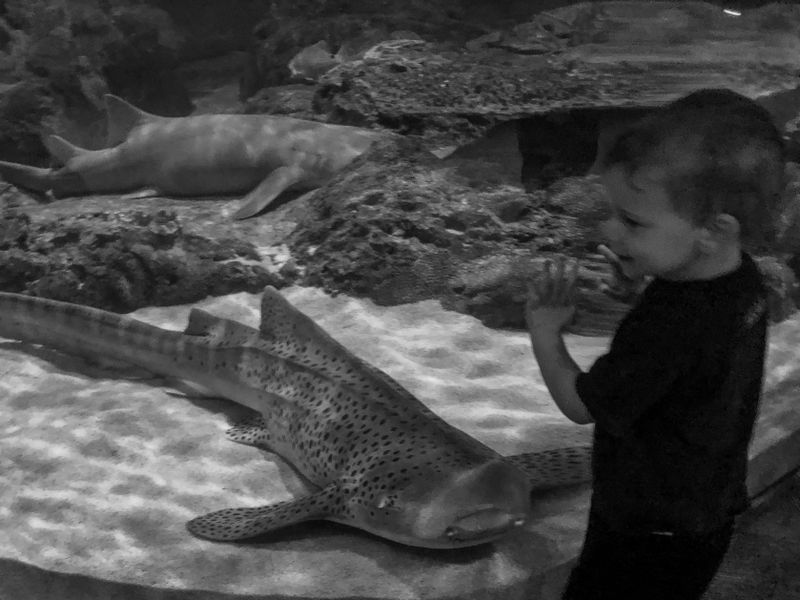 Shark Love | Smithsonian Photo Contest | Smithsonian Magazine