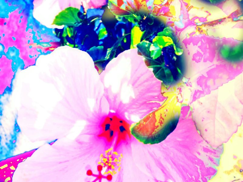 Neon Hibiscus | Smithsonian Photo Contest | Smithsonian Magazine