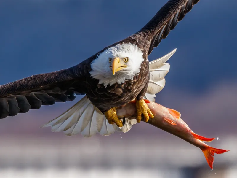 Bald Eagle With a Fish | Smithsonian Photo Contest | Smithsonian Magazine