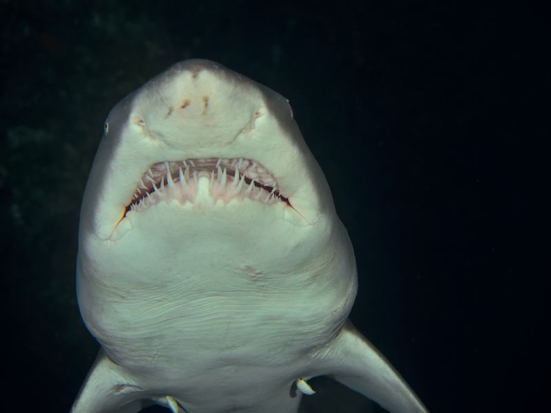 Jaws | Smithsonian Photo Contest | Smithsonian Magazine