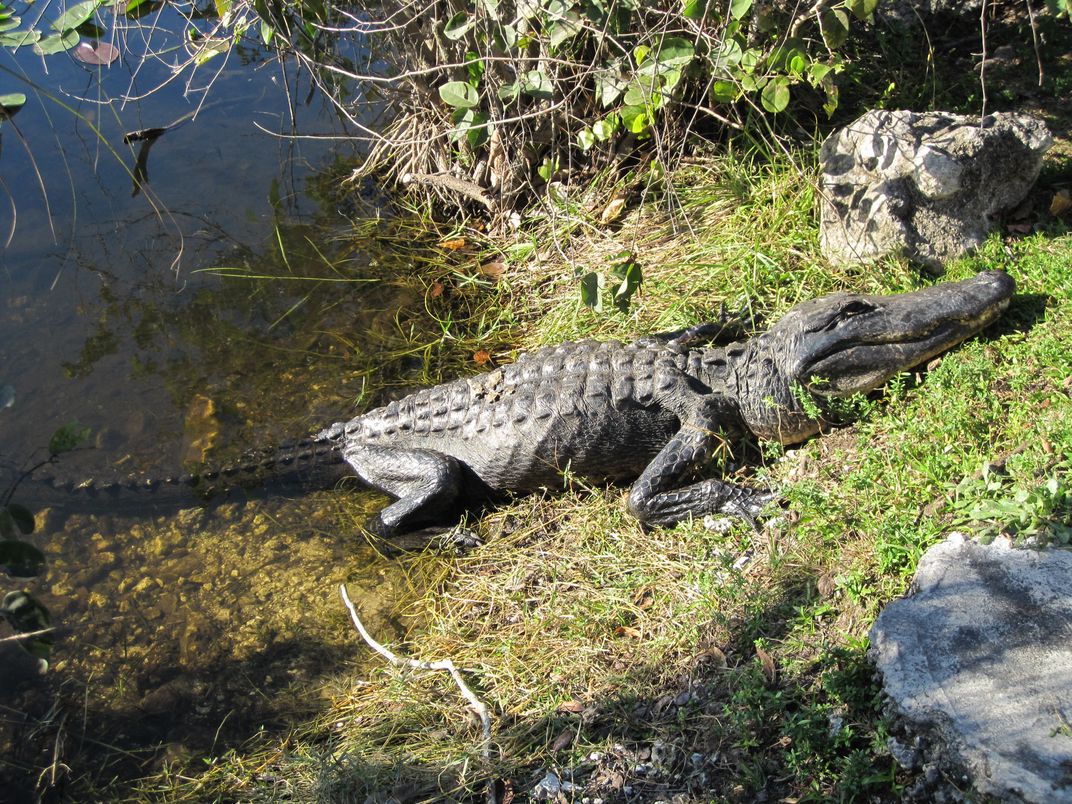 Alligator while sightseeing in the Everglades | Smithsonian Photo ...
