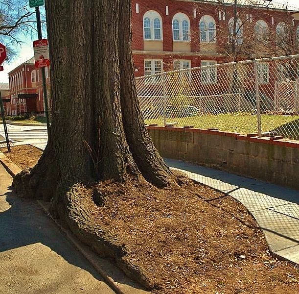 A Tree with a Foot | Smithsonian Photo Contest | Smithsonian Magazine