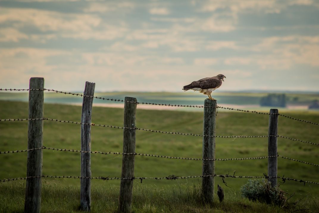 Hawks of the Prairies | Smithsonian Photo Contest | Smithsonian Magazine