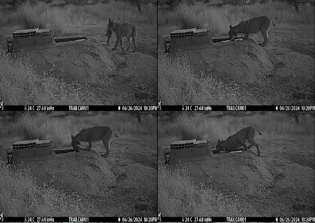 Camera Traps Reveal Iberian Lynxes Soaking Their Prey, a First-Ever ...