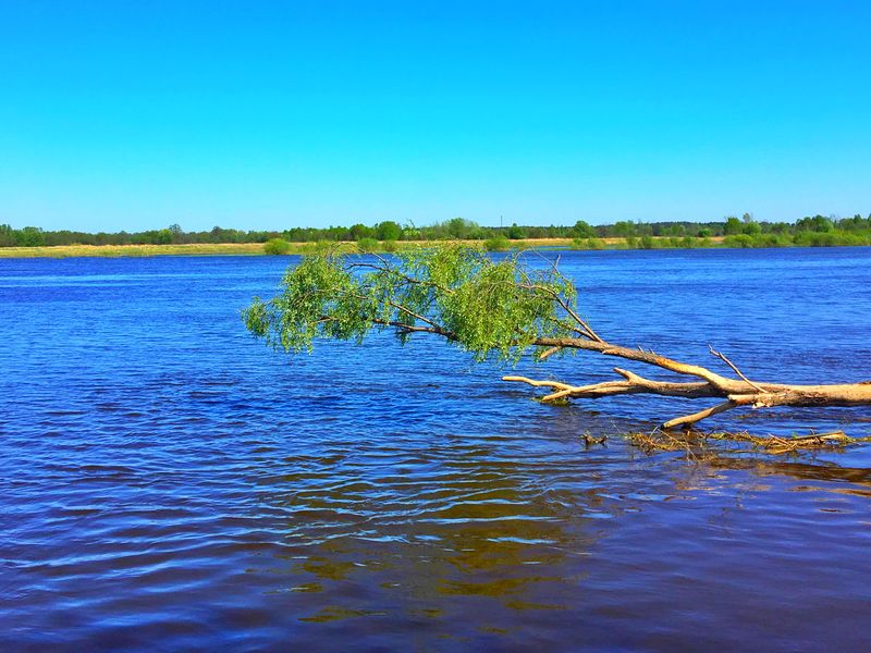 Fallen tree above the river. | Smithsonian Photo Contest | Smithsonian ...