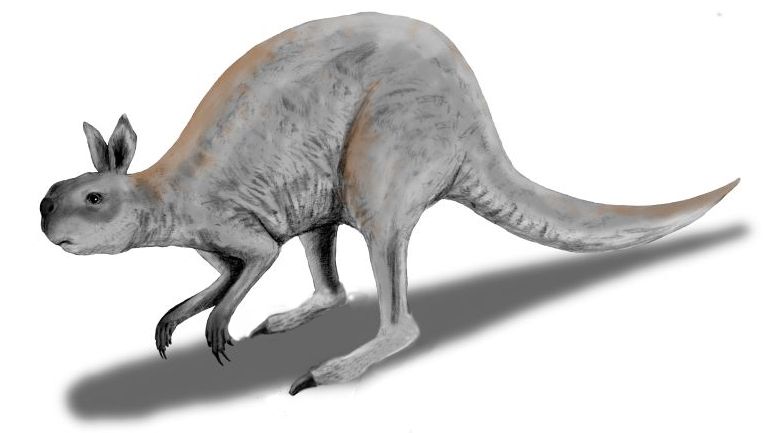 Giant Kangaroos That Lived During the Ice Age May Have Hopped—Despite ...