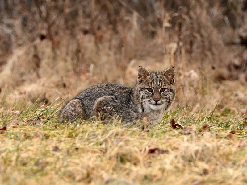 Bobcat | Smithsonian Photo Contest | Smithsonian Magazine