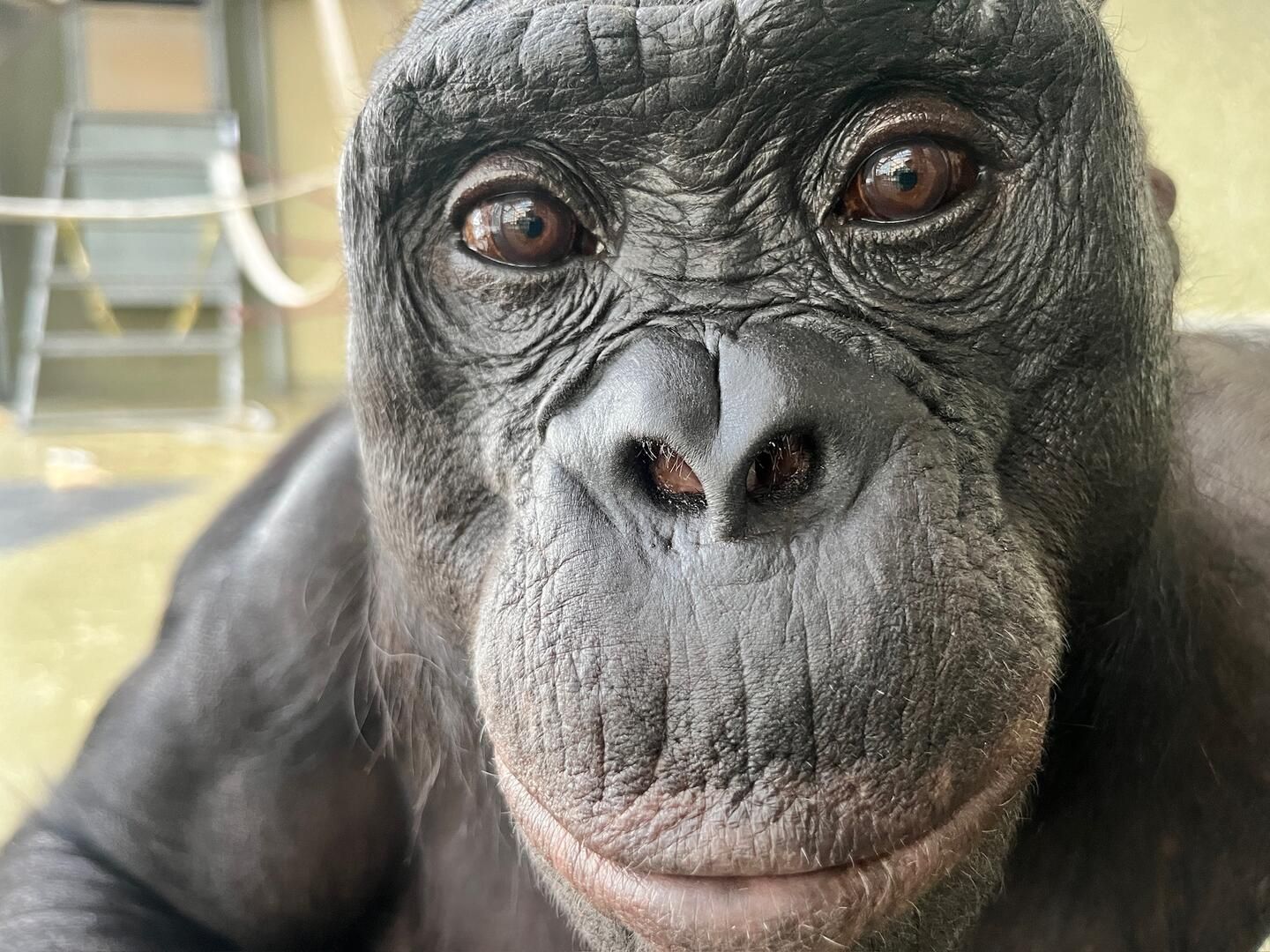 Can Apes Play Pretend? What Scientists Learned From Having Imaginary ...