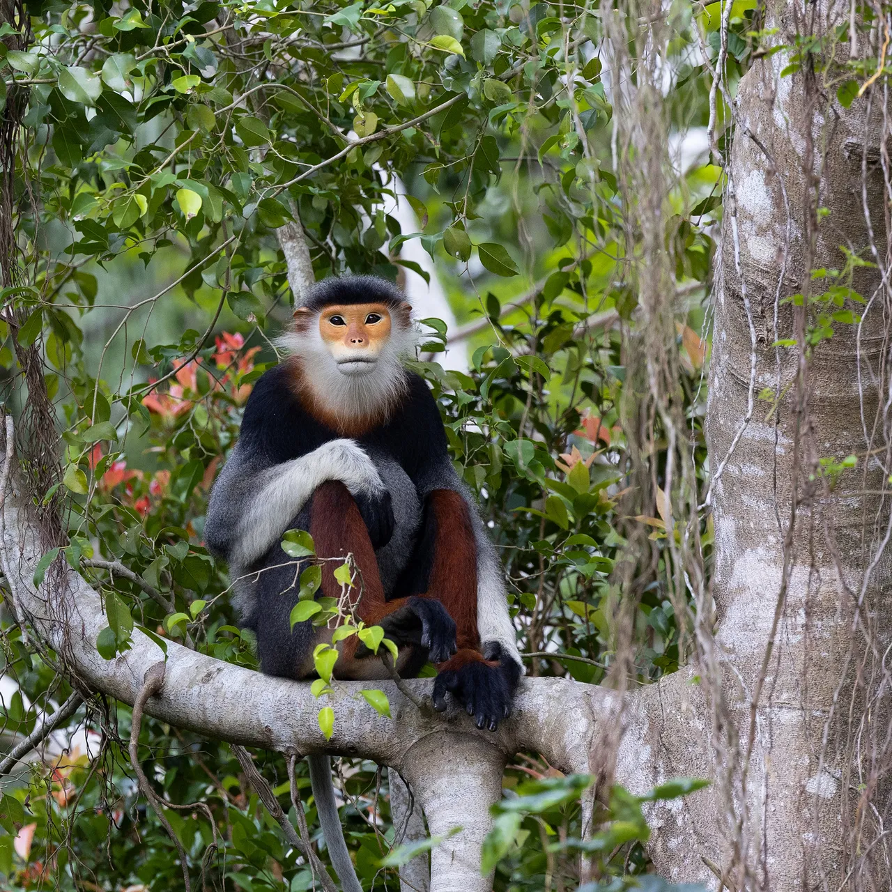 douc langur monkey