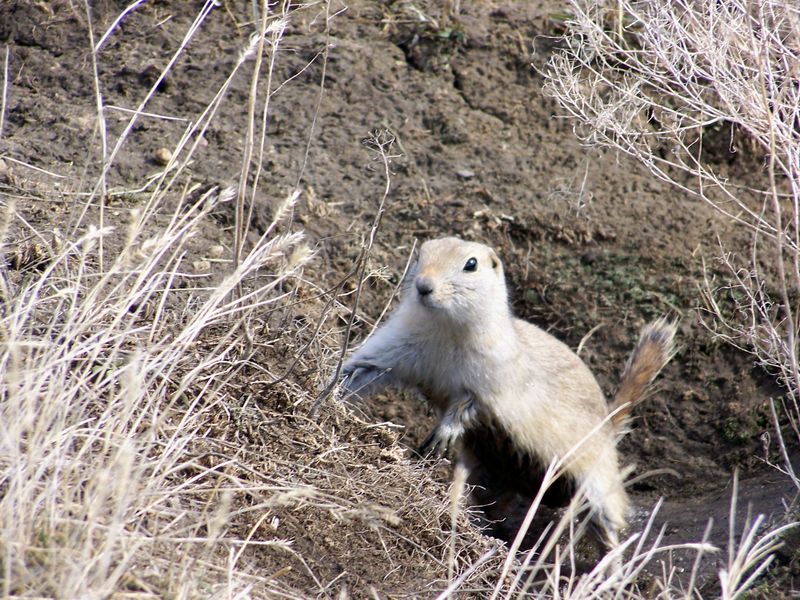 Prairie Gopher.. | Smithsonian Photo Contest | Smithsonian Magazine