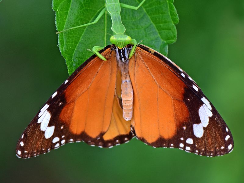 KILLER MANTIS | Smithsonian Photo Contest | Smithsonian Magazine