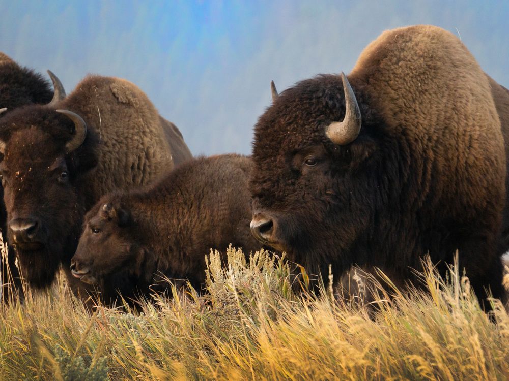 Celebrate the Comeback of the American Bison This Spring at the ...