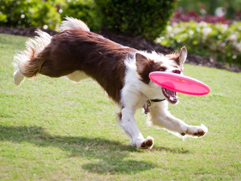 My cousin's dog chasing after the frisbee. | Smithsonian Photo Contest ...