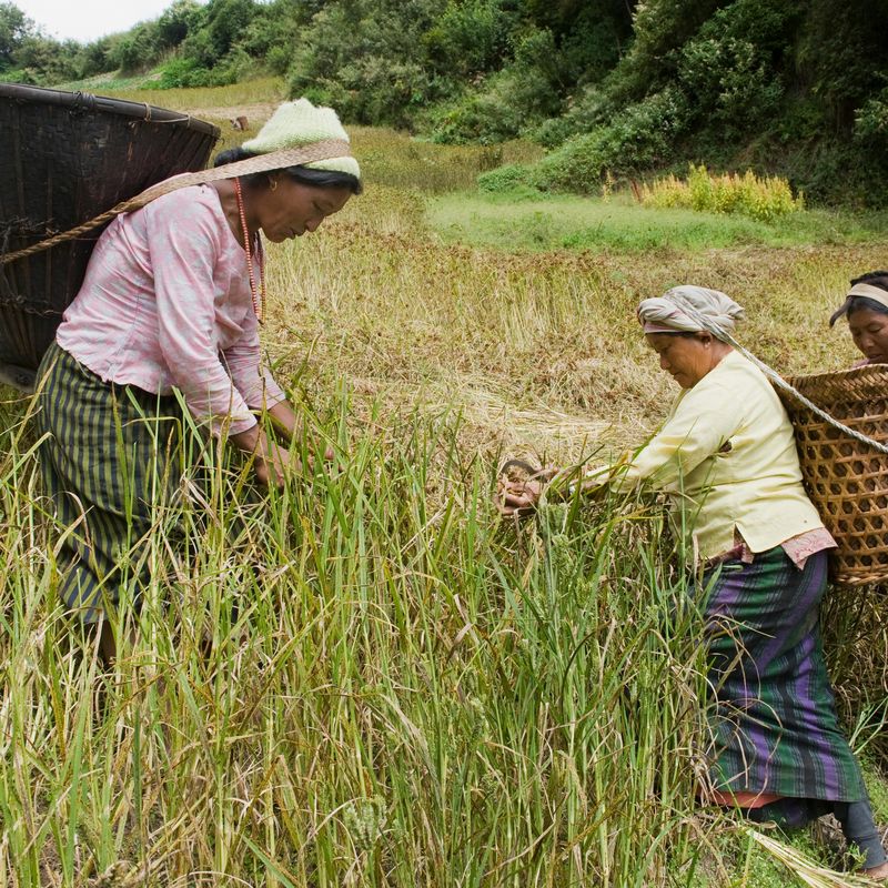 Ancient Chinese Rice Farming