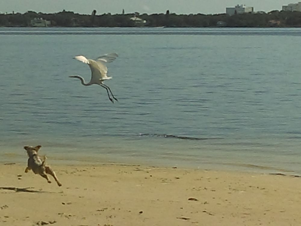 Dog chasing a bird on a beach. | Smithsonian Photo Contest ...