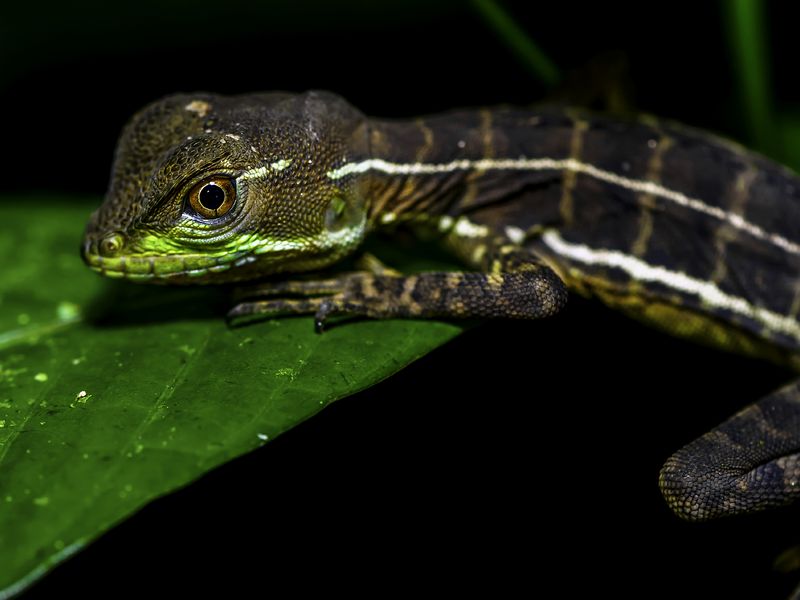 Basiliscus | Smithsonian Photo Contest | Smithsonian Magazine