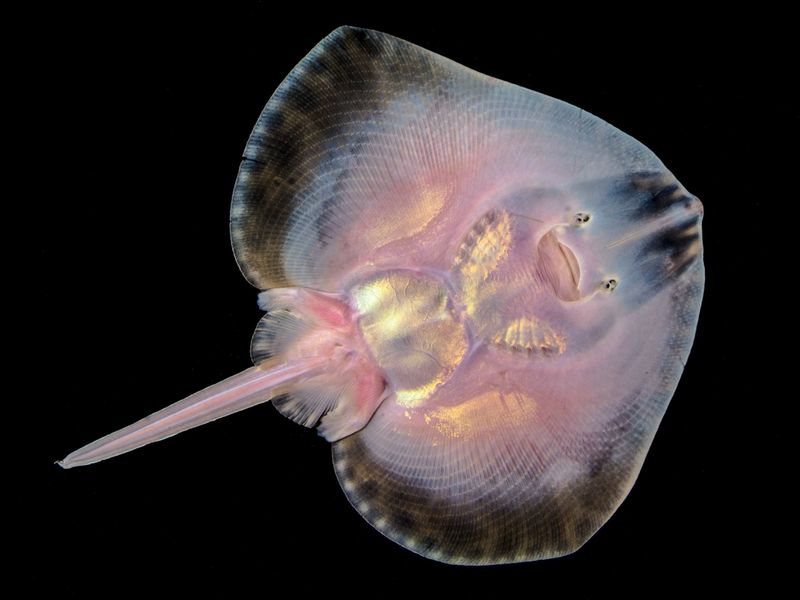 Raja 1 | Smithsonian Photo Contest | Smithsonian Magazine