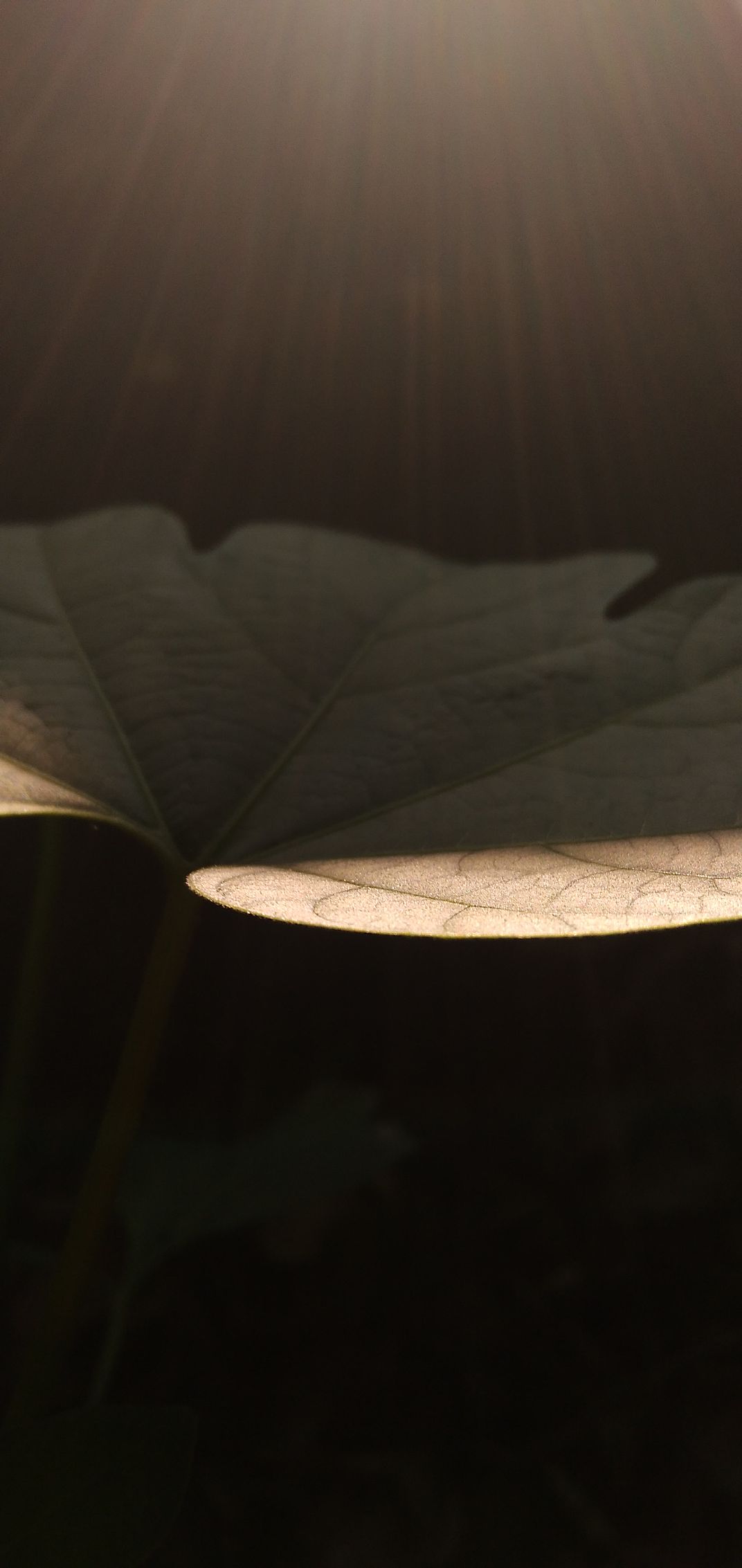 Plant's perception | Smithsonian Photo Contest | Smithsonian Magazine