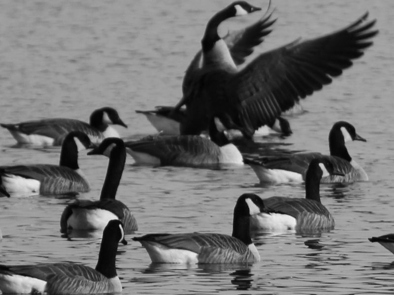 Boss Goose | Smithsonian Photo Contest | Smithsonian Magazine