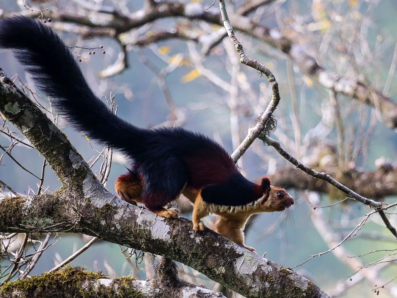 Malabar Giant Squirrel | Smithsonian Photo Contest | Smithsonian Magazine
