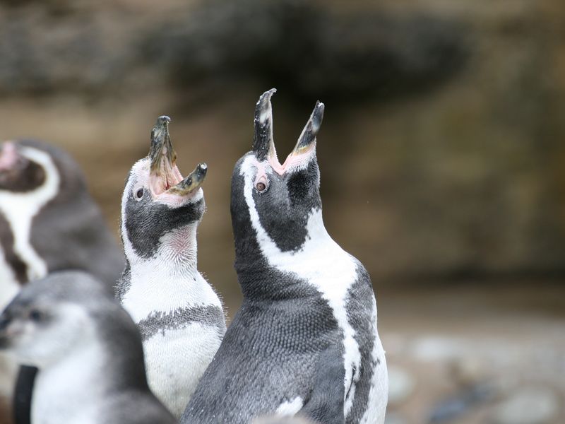 Choir of Penguins | Smithsonian Photo Contest | Smithsonian Magazine