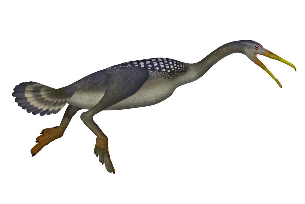 First Birds On Earth