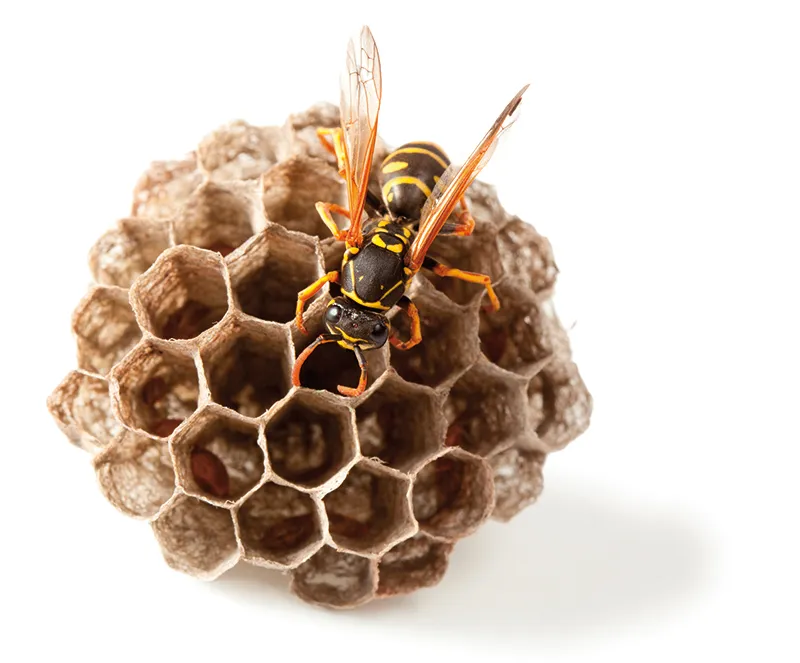 list of patterns in nature