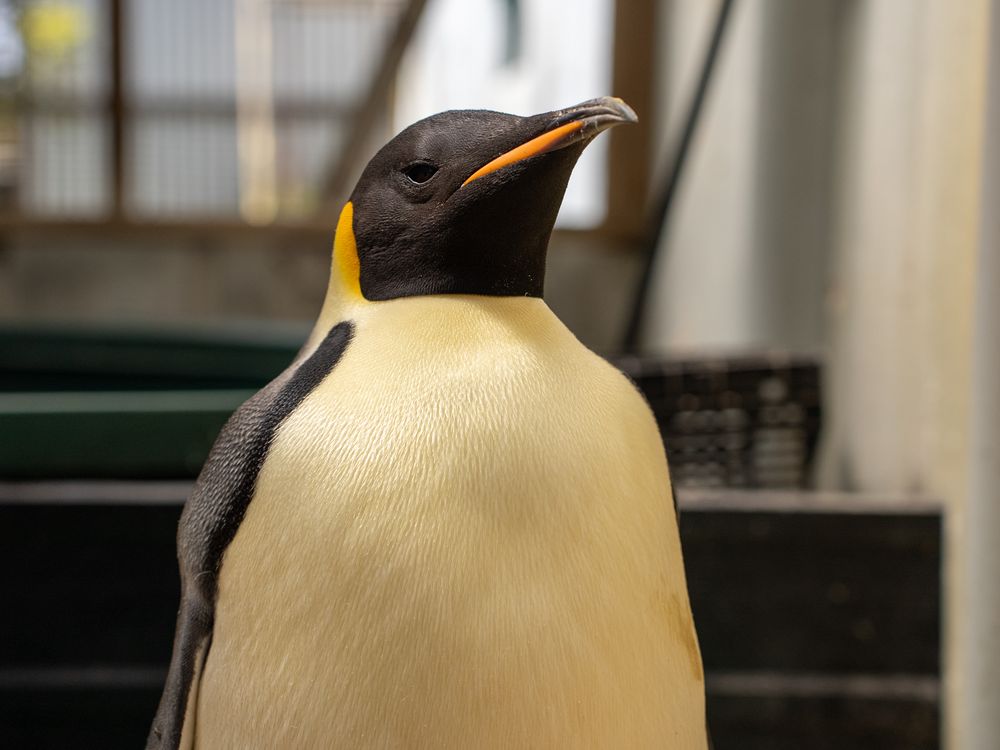 Surfer Spots an Emperor Penguin on a Beach in Australia, Thousands of ...